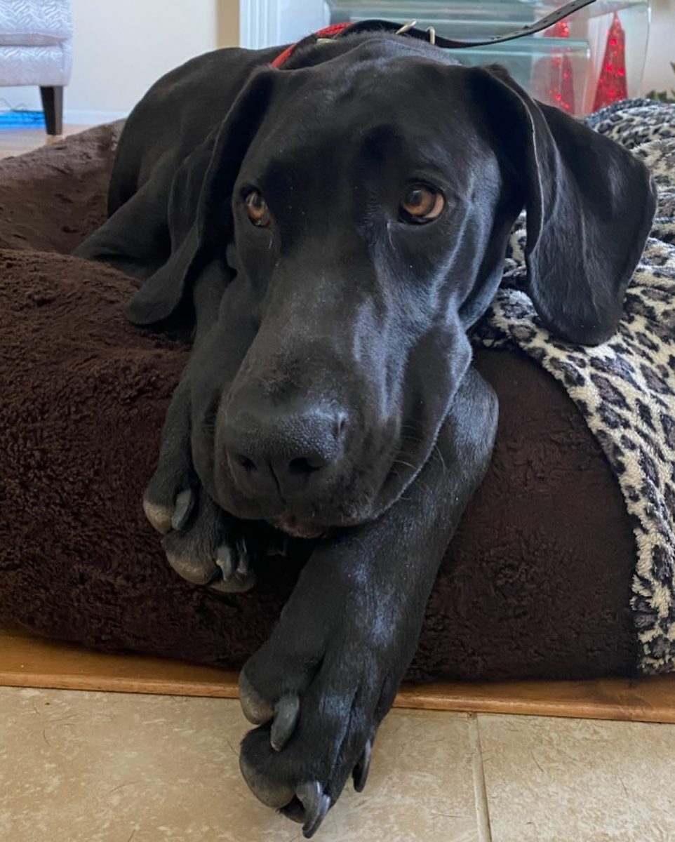 40 Incredible Great Dane Mixes That Will Leave You In Awe