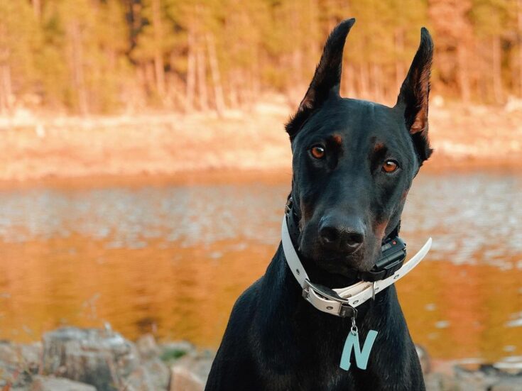 4 Great Doberman Breeders In The UK: Where To Buy Your Dobe