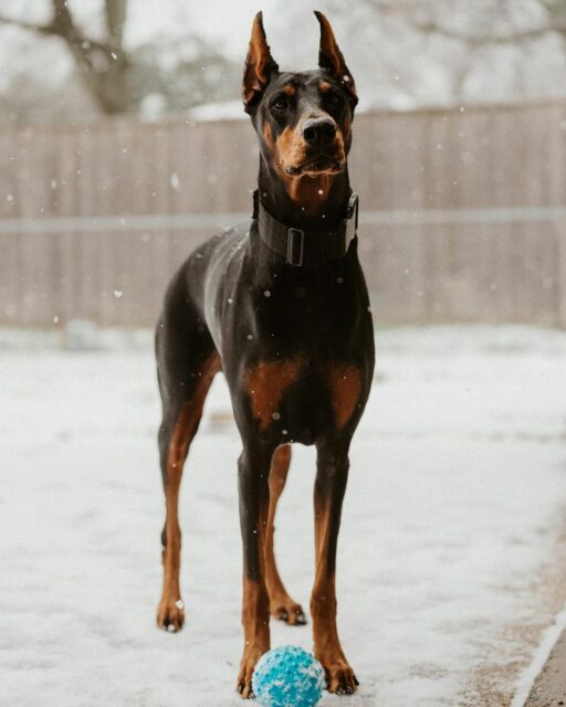 4 Great Doberman Breeders In The UK: Where To Buy Your Dobe