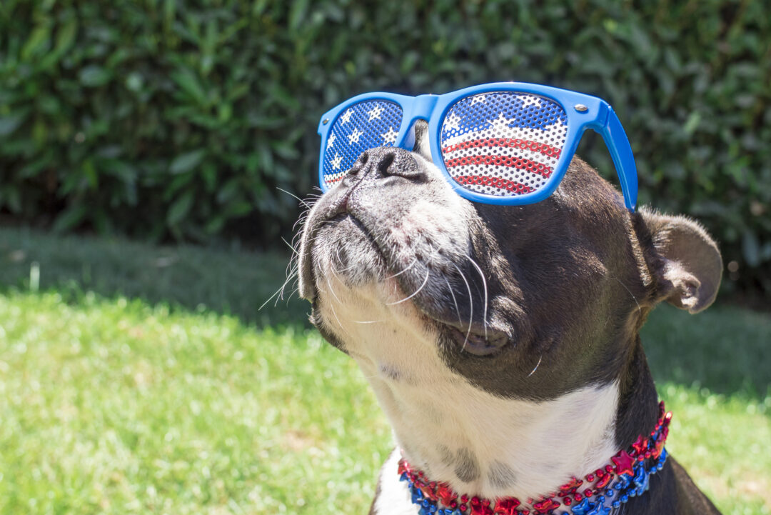 The 100+ Best Patriotic Dog Names