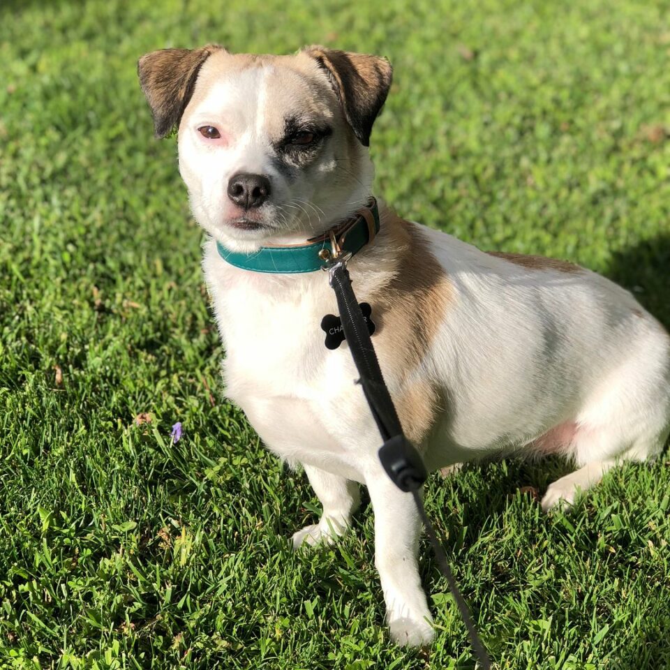 22 Dachshund Mixes: Most Adorable Mixed Dog Breeds