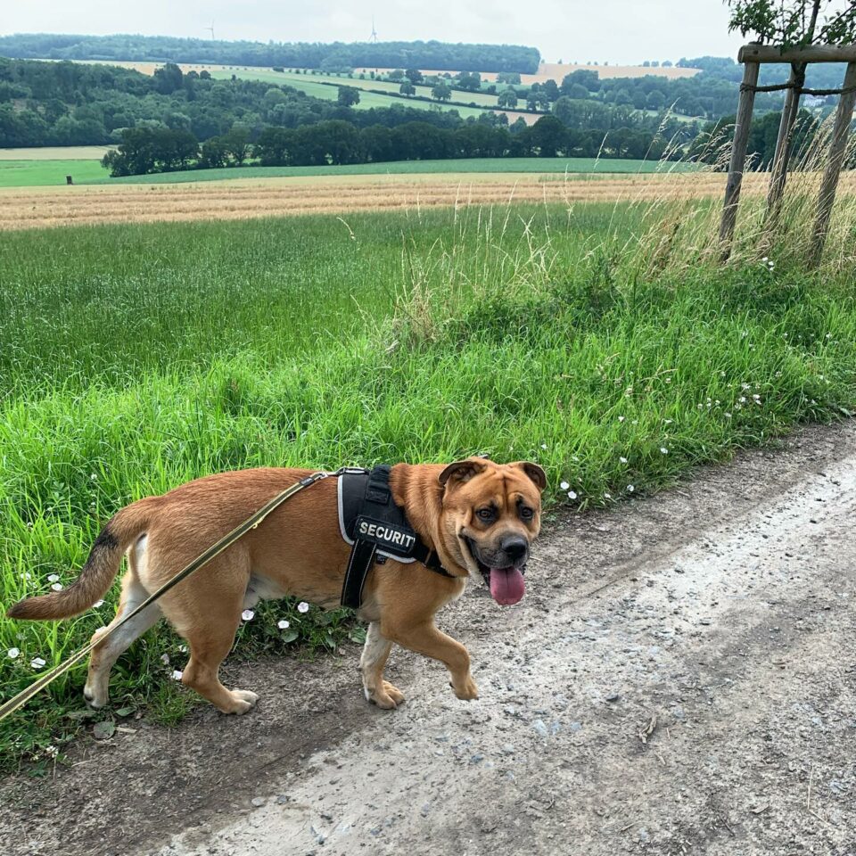 50 Boxer Mixes: Unique Crossbreeds You Didn't Know Existed