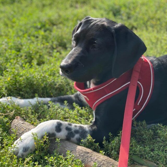 Golden Retriever Dalmatian Mix: What Cuteness Looks Like