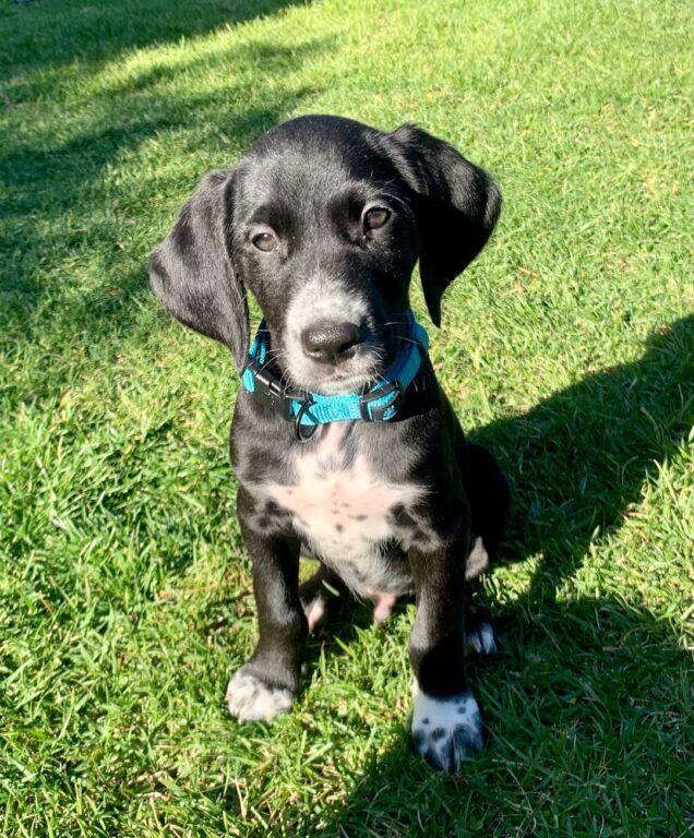 Golden Retriever Dalmatian Mix: What Cuteness Looks Like