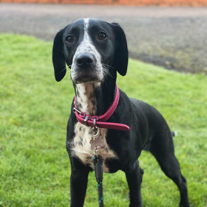 Golden Retriever Dalmatian Mix: What Cuteness Looks Like