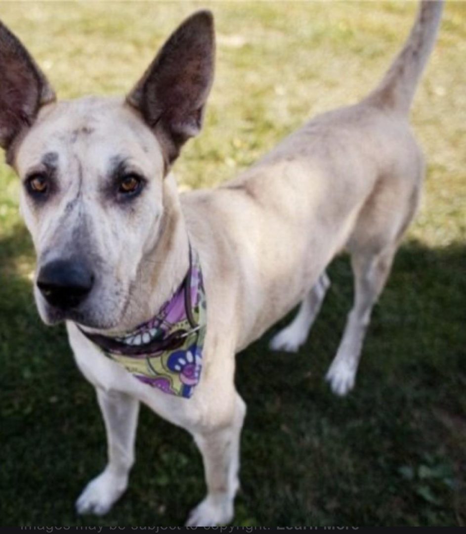41 Incredible Great Dane Mixes That Will Leave You In Awe