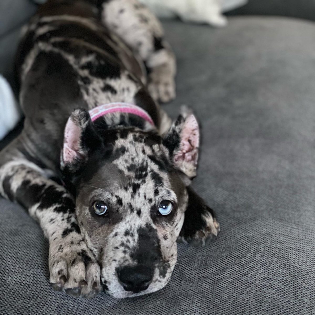 40 Incredible Great Dane Mixes That Will Leave You In Awe