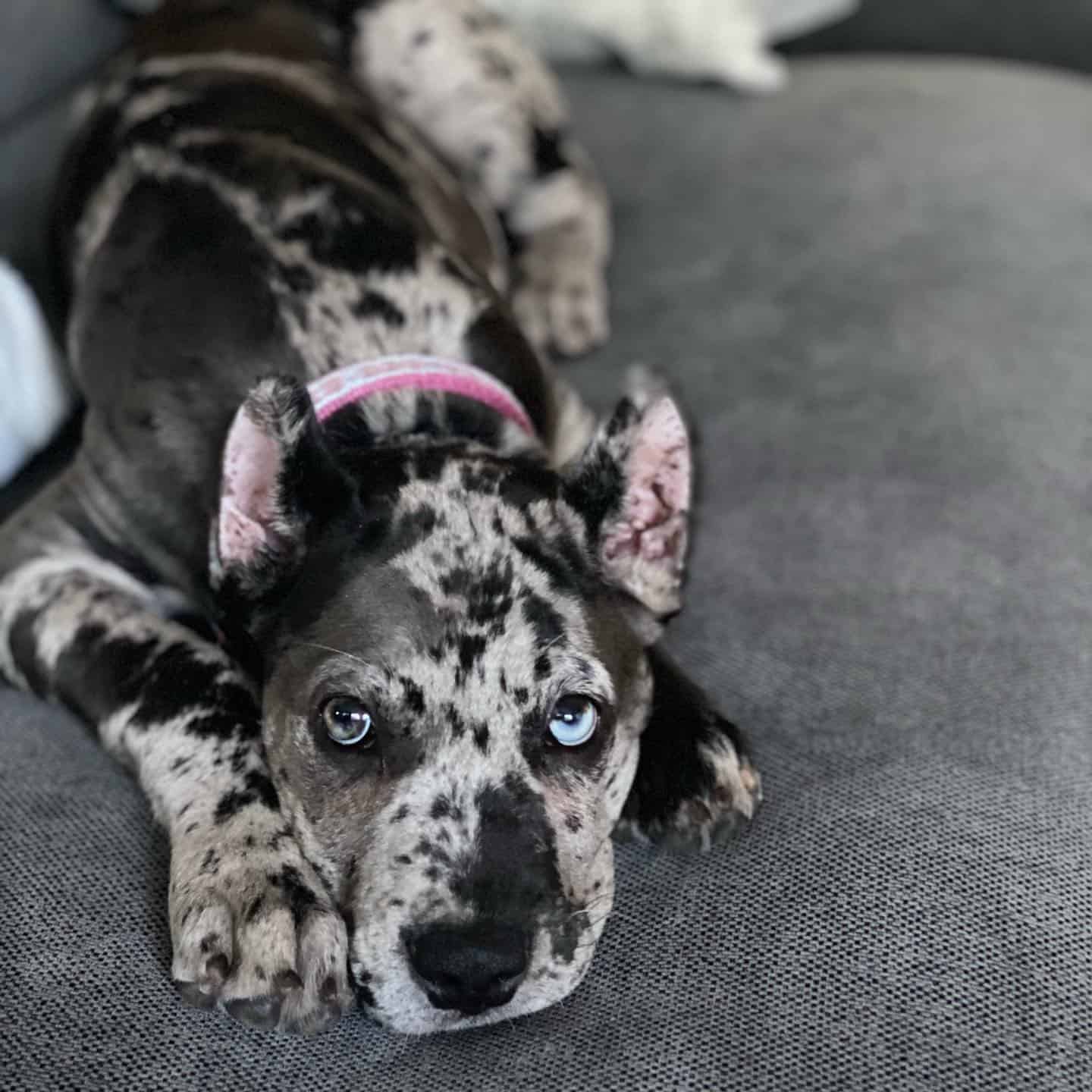 40 Incredible Great Dane Mixes That Will Leave You In Awe