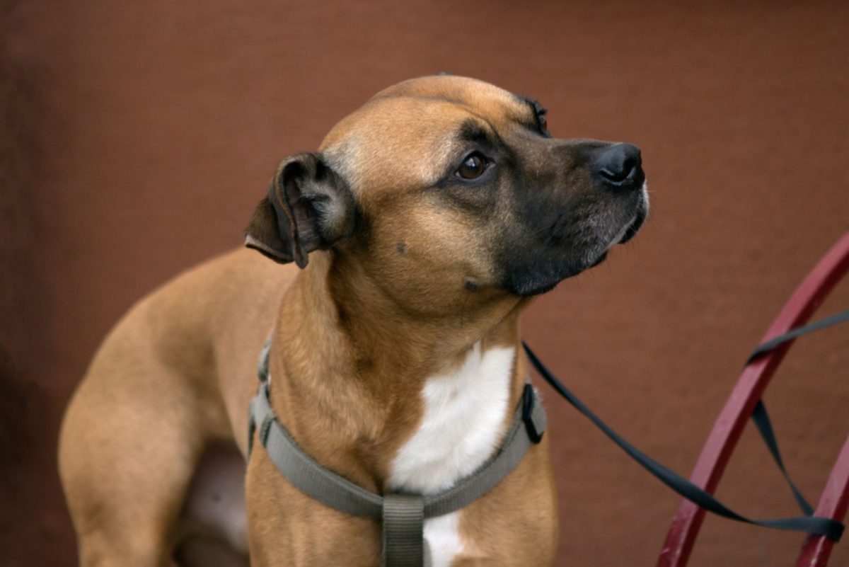 40 Incredible Great Dane Mixes That Will Leave You In Awe