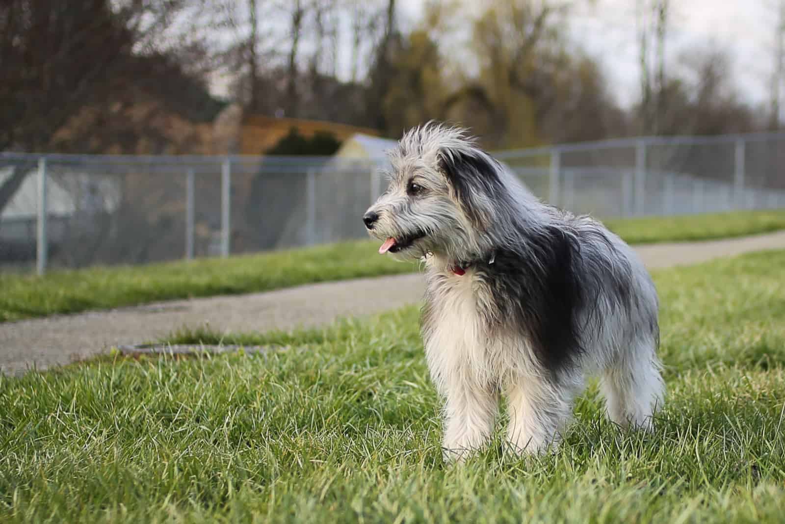 Blue Merle Aussiedoodle: The People's Choice