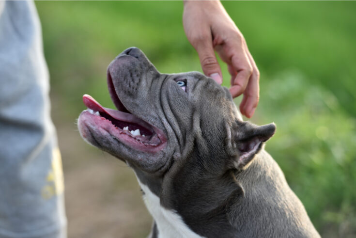 American Bully Growth Chart: Here's How Your Bully Grows