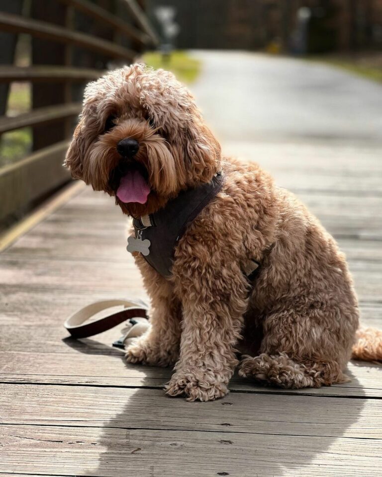 Mini Australian Labradoodle - The Cutest Doodle Out There