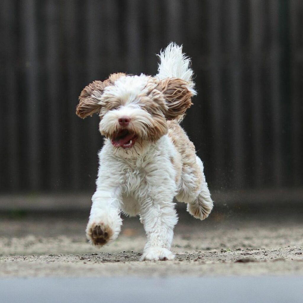 Mini Australian Labradoodle - The Cutest Doodle Out There