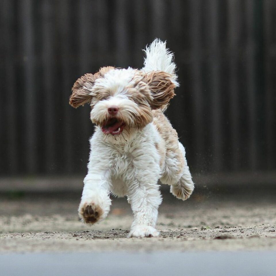 Mini Australian Labradoodle - The Cutest Doodle Out There