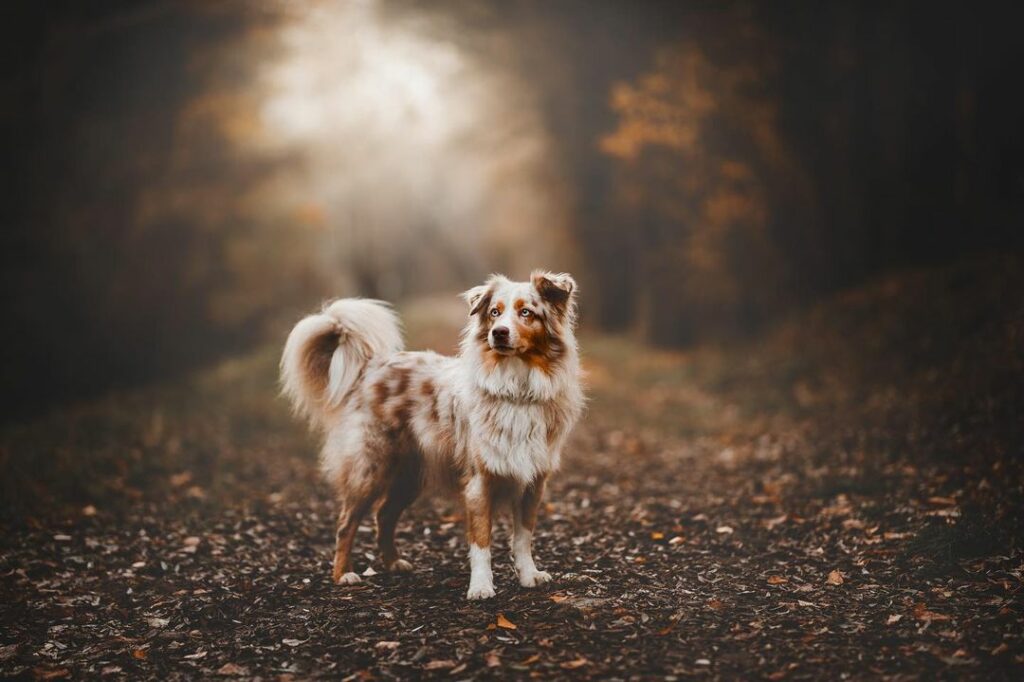 The Red Tri Australian Shepherd: All You Need To Know