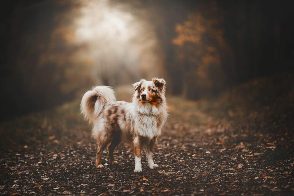 The Red Tri Australian Shepherd: All You Need To Know