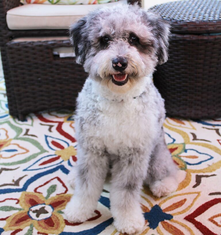 Blue Merle Aussiedoodle: The People's Choice