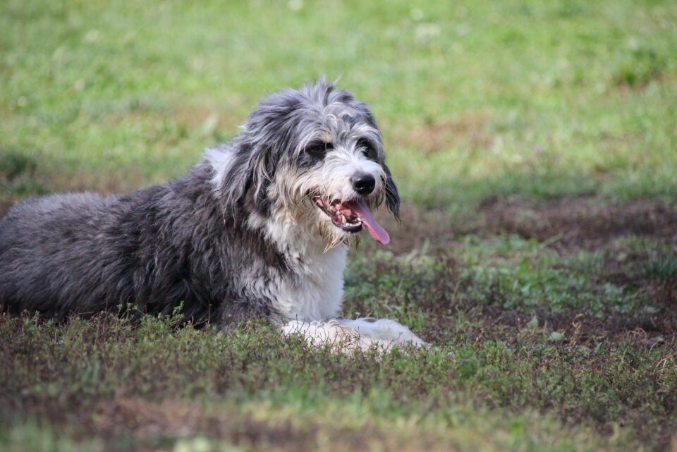 Border Collie Poodle Mix: Characteristics Of The Bordoodle