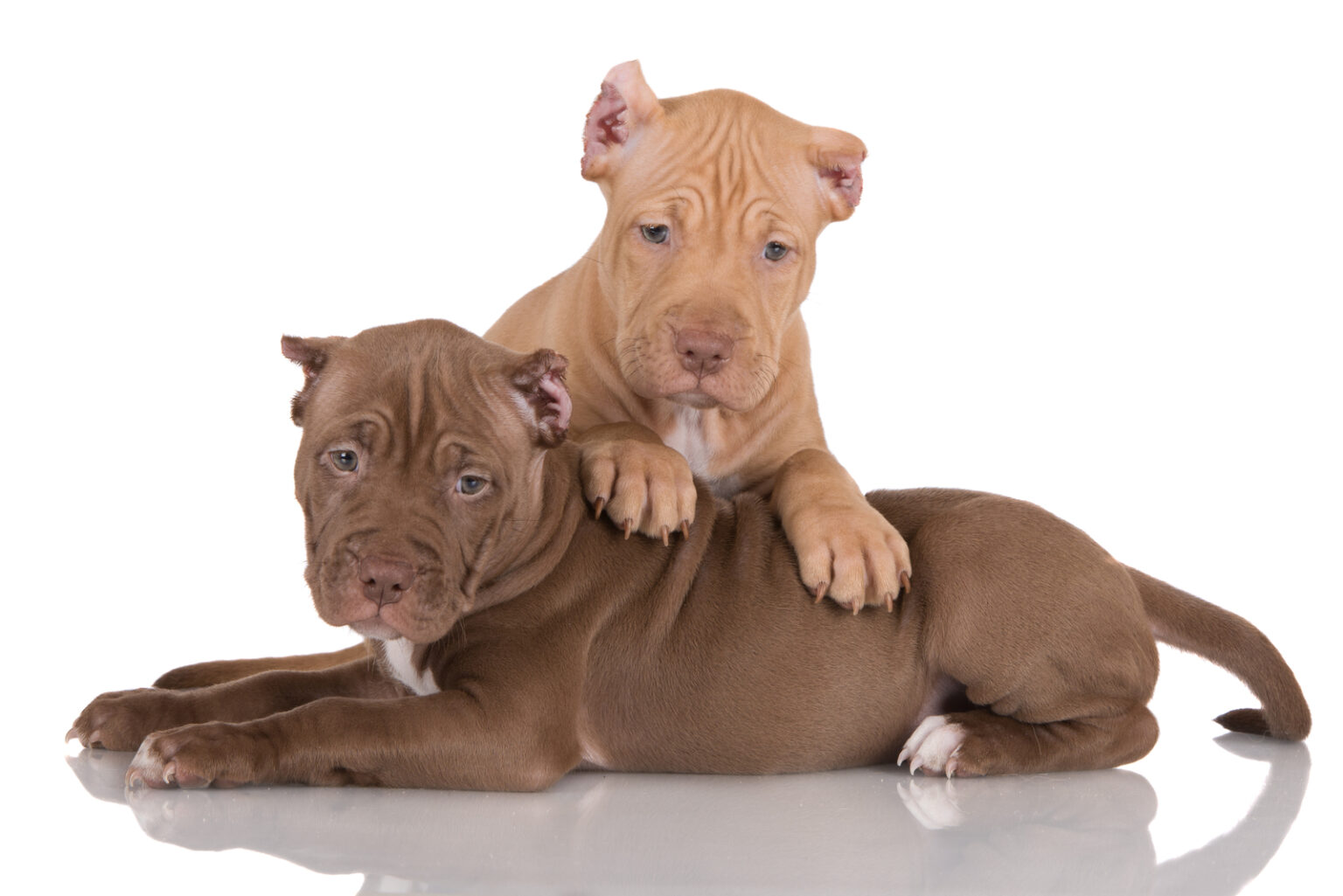 Pitbull Ear Cropping – Everything You Need To Know