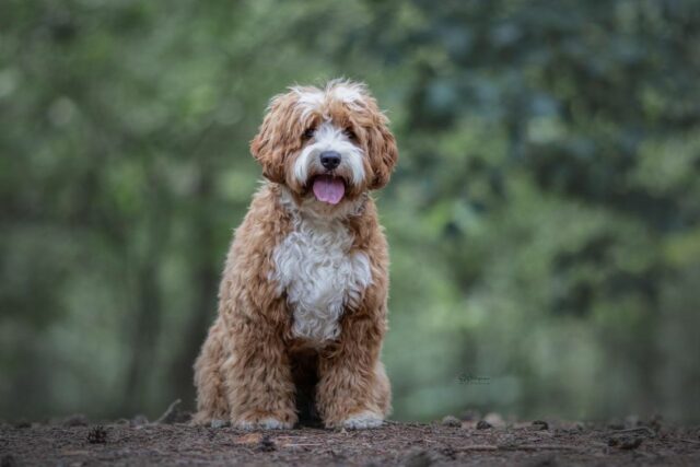 Mini Australian Labradoodle - The Cutest Doodle Out There