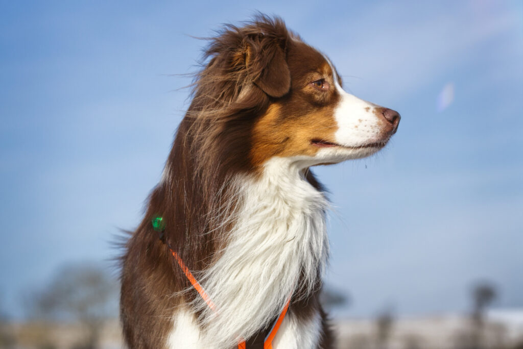 The Red Tri Australian Shepherd: All You Need To Know