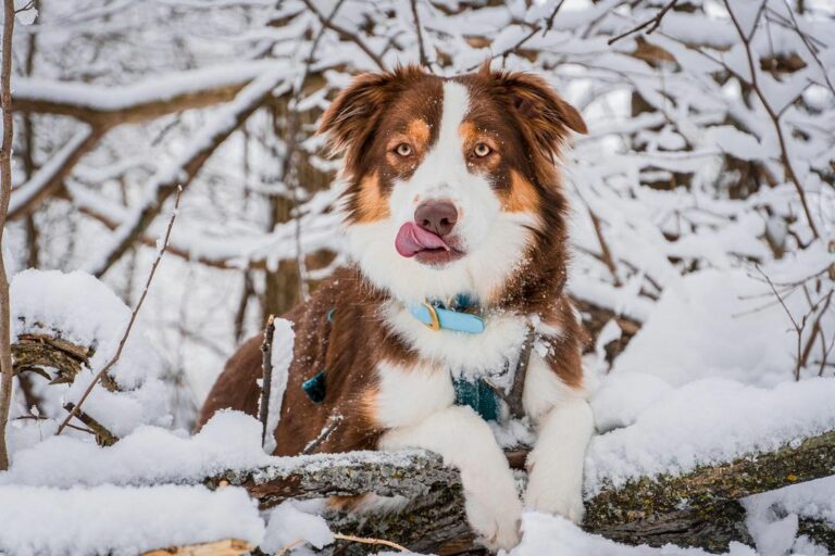 The Red Tri Australian Shepherd: All You Need To Know