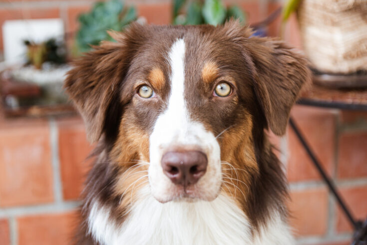 The Red Tri Australian Shepherd: All You Need To Know