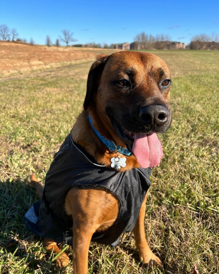 16 Rhodesian Ridgeback Mixes: Is A Mix Better Than Purebred?