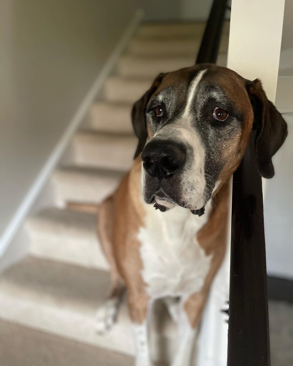 40 Incredible Great Dane Mixes That Will Leave You In Awe