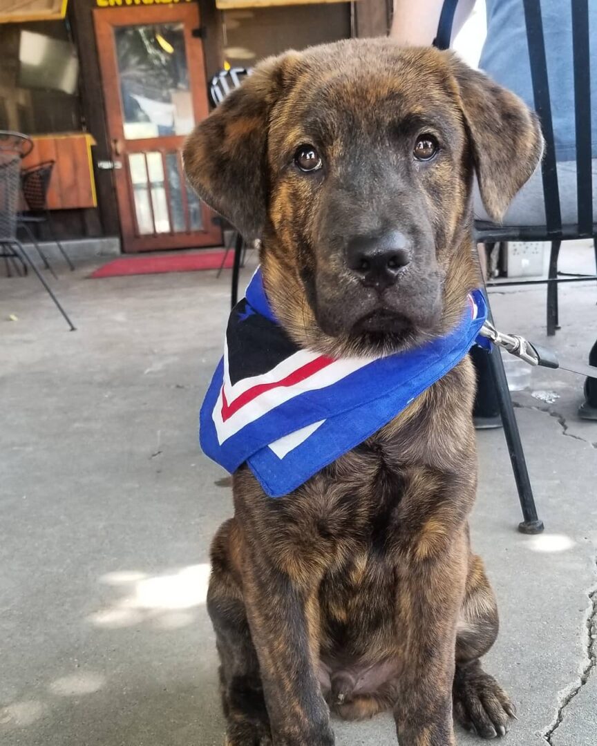 50 Great Dane Mixes: Popular Great Dane Mixed Breeds