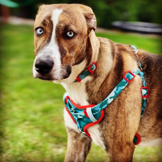 50 Great Dane Mixes: Popular Great Dane Mixed Breeds