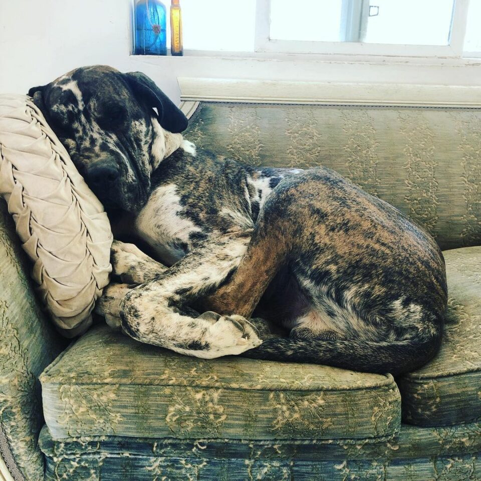 50 Great Dane Mixes: Popular Great Dane Mixed Breeds