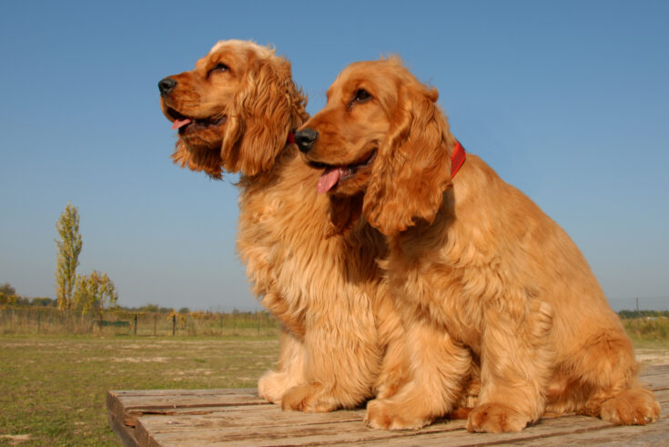 Cocker Spaniel Growth Chart: How Big Will This Puppy Get?