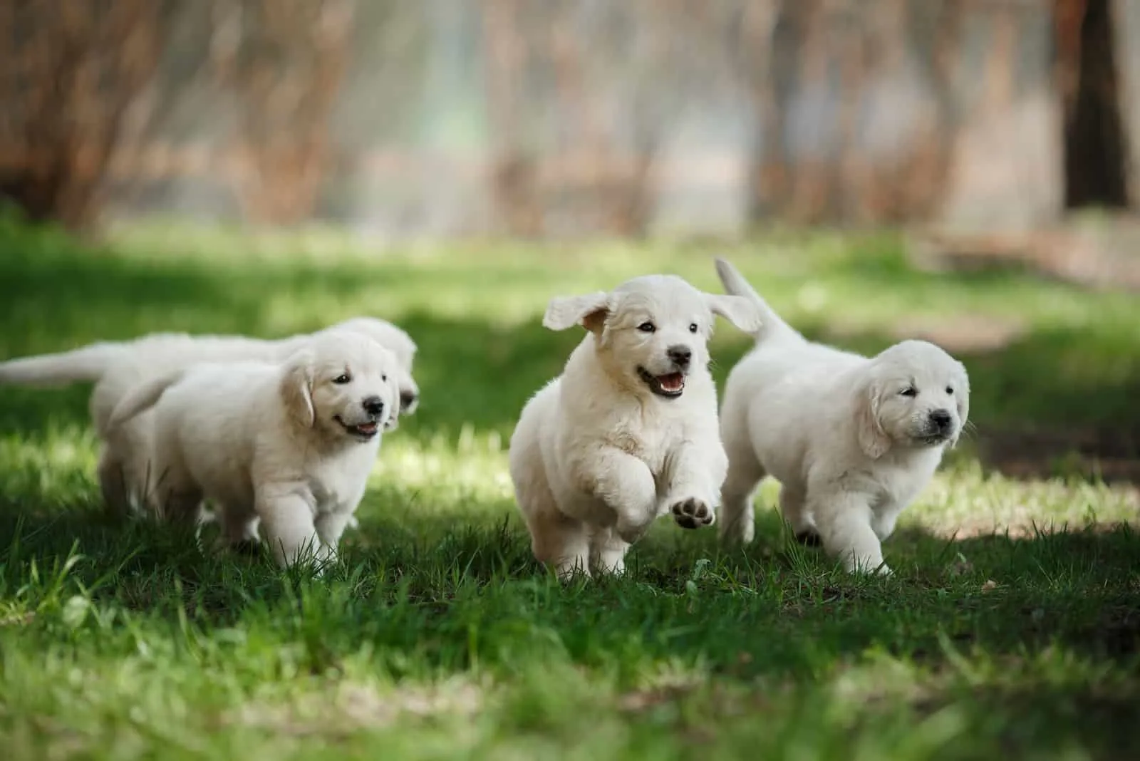 White Golden Retriever Breeders: 5 Places To Get A Goldie