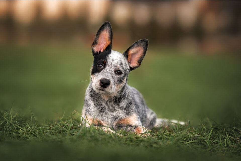 The Top 10 Best Blue Heeler Breeders In The U.S.
