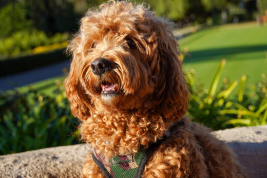 Cavapoo Growth Chart: How Big Will This Dog Get?