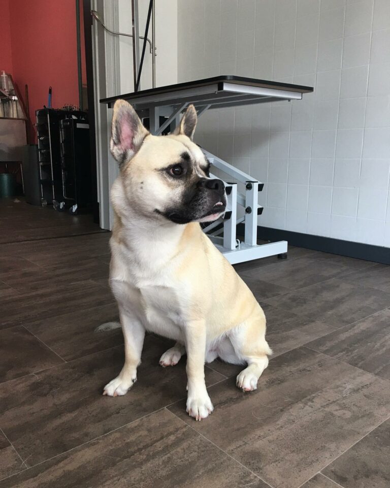 French Bulldog Husky Mix: Meet The French Bullsky