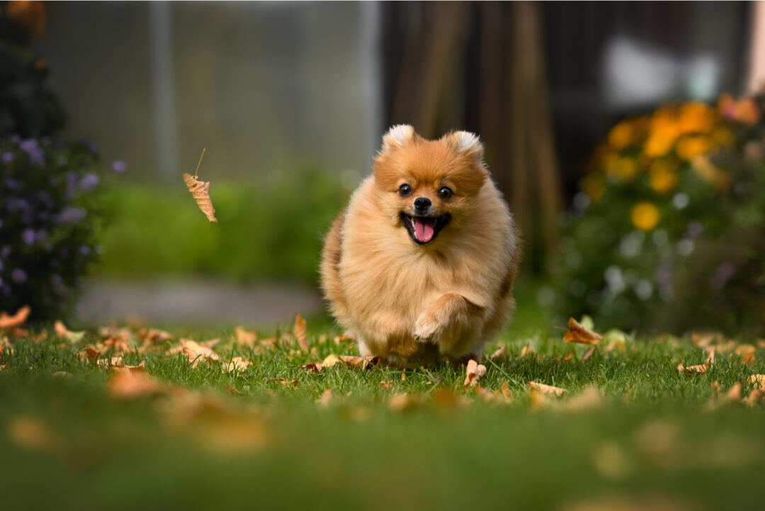 The 5 Best Pomeranian Breeders In Ontario