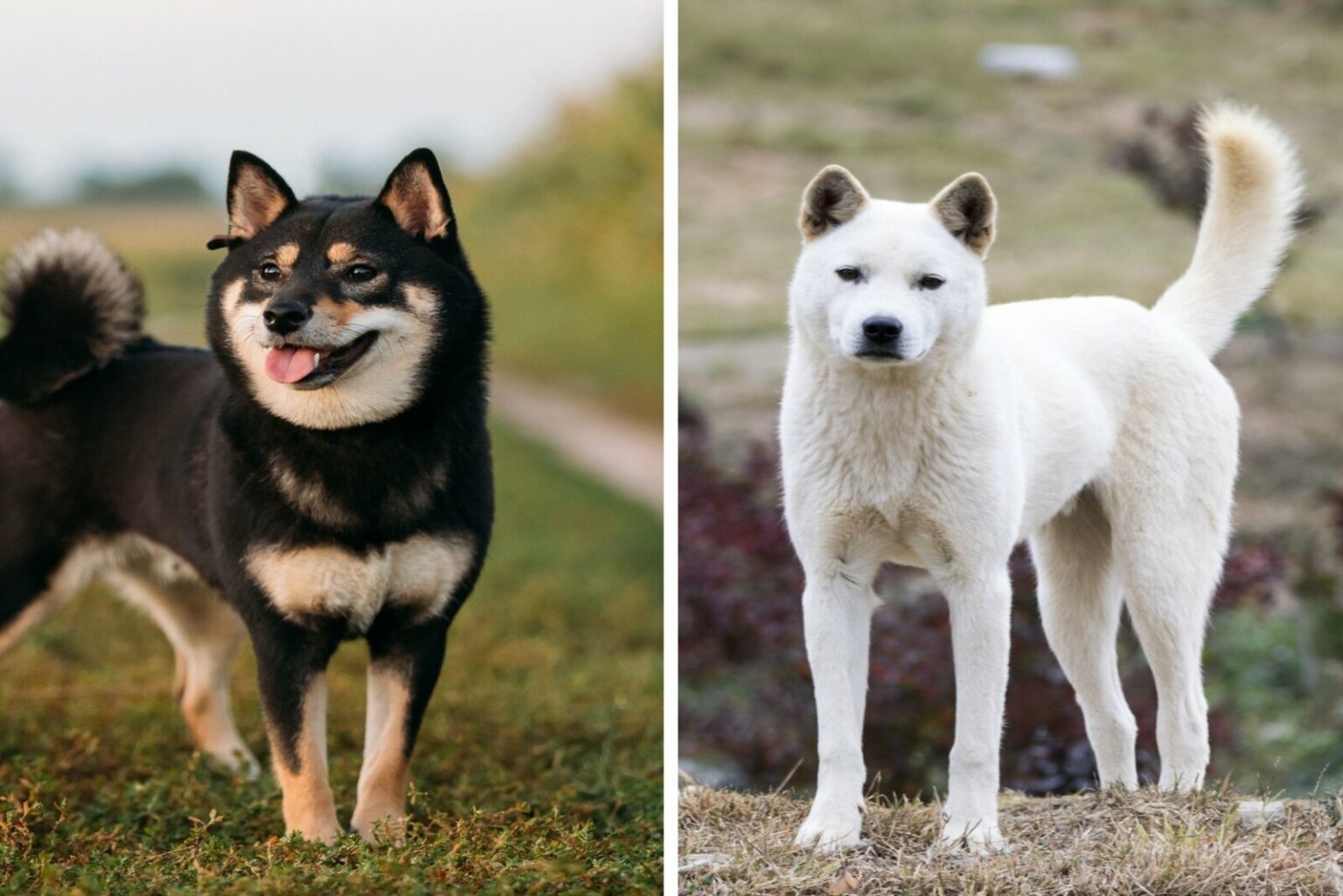 Shiba Inu vs Jindo: Twins Or Completely Different Breeds?