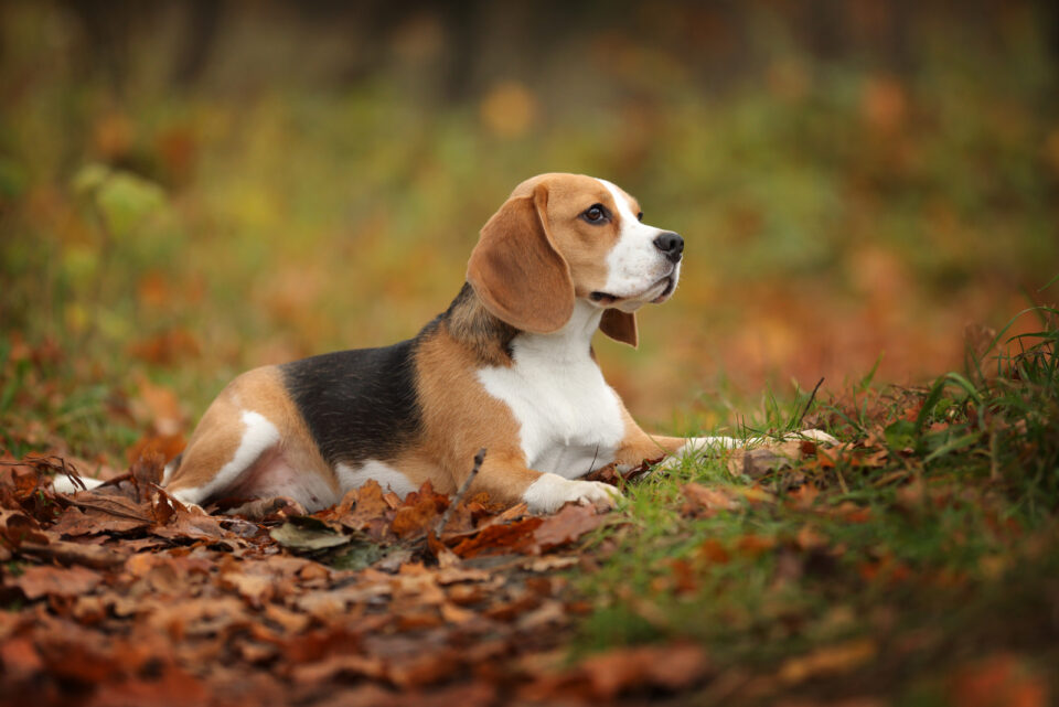 The Top 5 Most Reliable Beagle Breeders In Ontario
