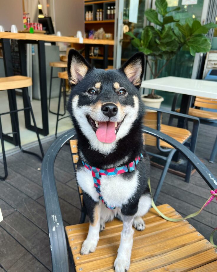 9 Lovely Shiba Inu Colors: The Ultimate Guide