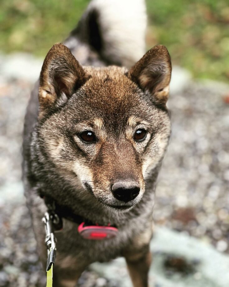 9 Lovely Shiba Inu Colors: The Ultimate Guide