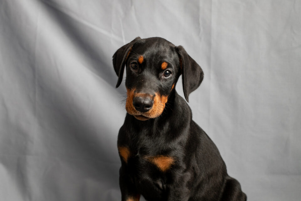 The 19 Best Doberman Breeders In The U.S.