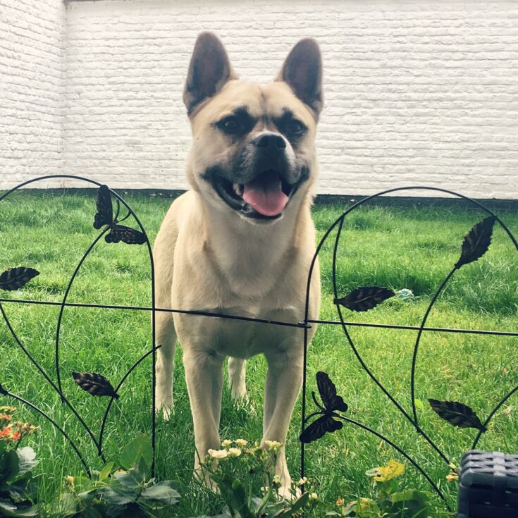 French Bulldog Husky Mix: Meet The French Bullsky