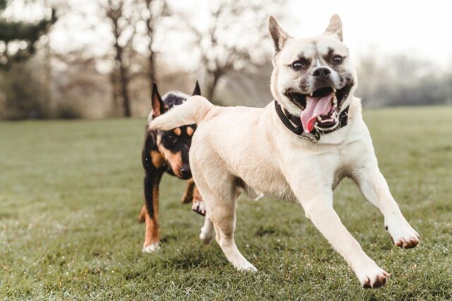 French Bulldog Husky Mix: Meet The French Bullsky