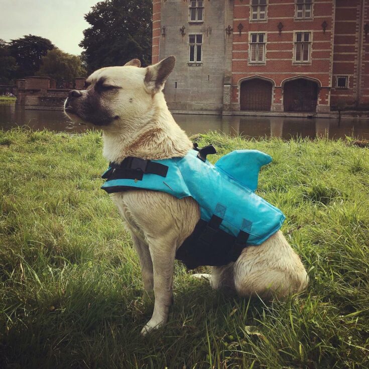 French Bulldog Husky Mix: Meet The French Bullsky
