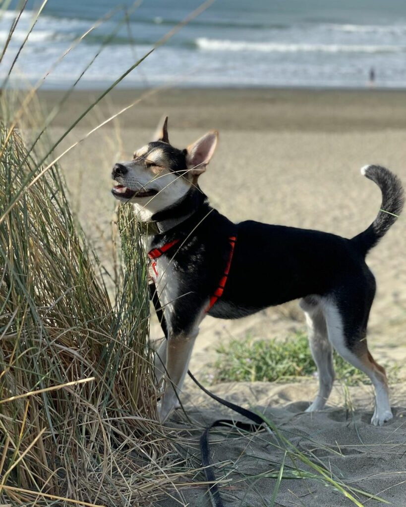 Chihuahua Husky Mix: The Hybrid You Didn't Know Existed