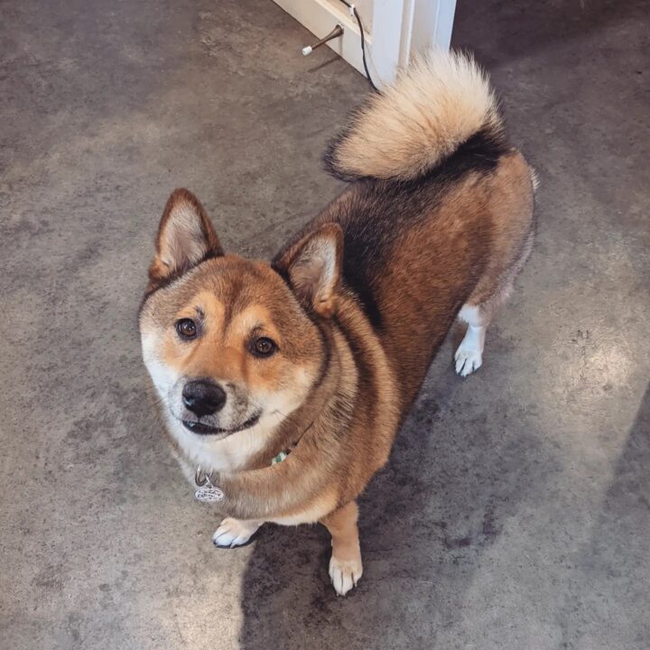 9 Lovely Shiba Inu Colors: The Ultimate Guide