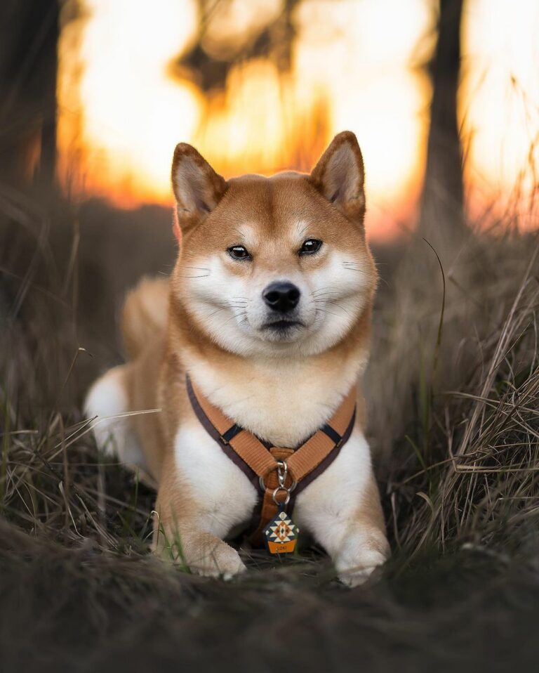 Shiba Inu vs Jindo: Twins Or Completely Different Breeds?