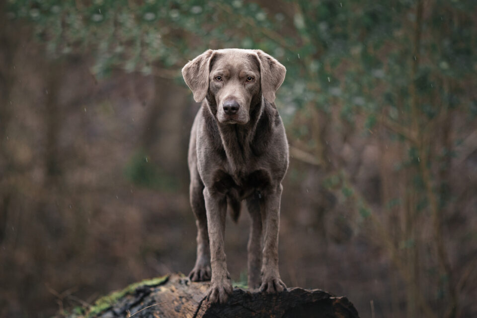 Labrador Colors: The Pinwheel of Colors and Markings